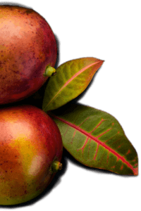 Mango Cannabis Co. - Mango Cannabis