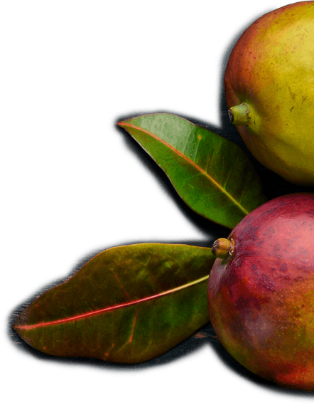 Mango Cannabis Co. - Mango Cannabis