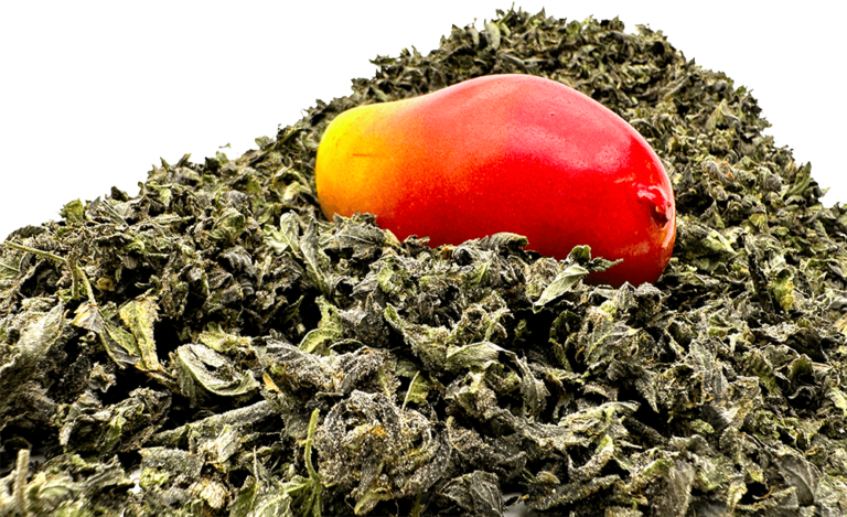 Home – Mango Cannabis – Marijuana Dispensaries in Oklahoma – Copy ...