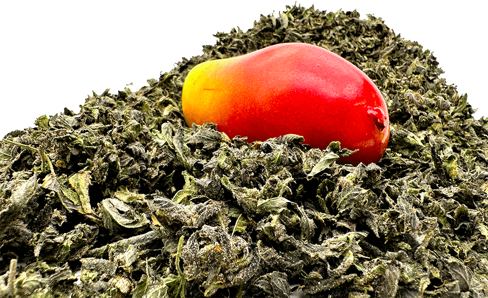 Home – Mango Cannabis – Marijuana Dispensaries in Oklahoma – Copy ...