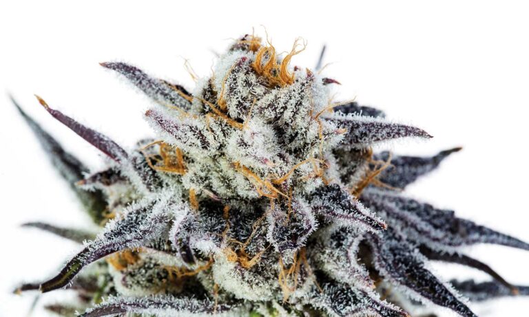 Explore Purple Punch Strain | Mango Cannabis